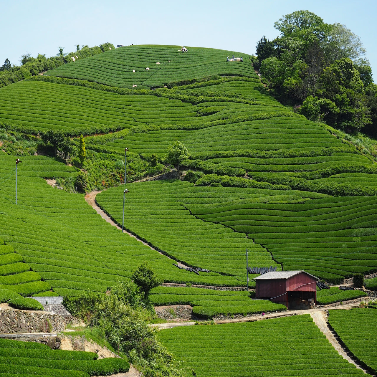 宇治の緑茶 100g – お茶・緑茶の製造販売 山城物産
